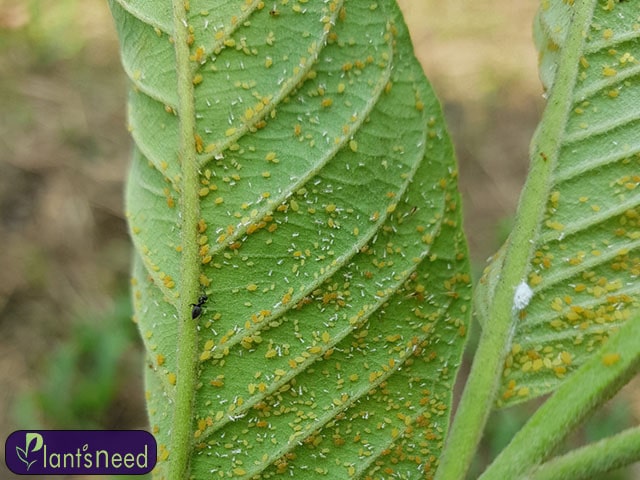 معرفی 12 نوع از مهمترین بیماری درخت انار + روش درمان آن | نیاز گیاهان