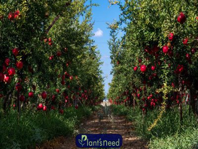 معرفی 12 نوع از مهمترین بیماری درخت انار + | روش درمان آن