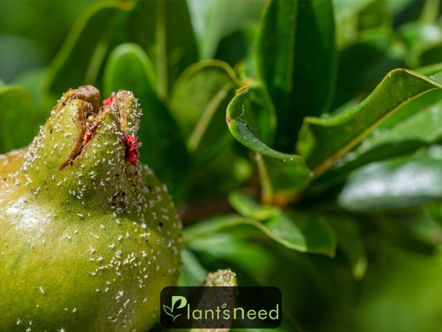 معرفی 12 نوع از مهمترین بیماری درخت انار + روش درمان آن | نیاز گیاهان