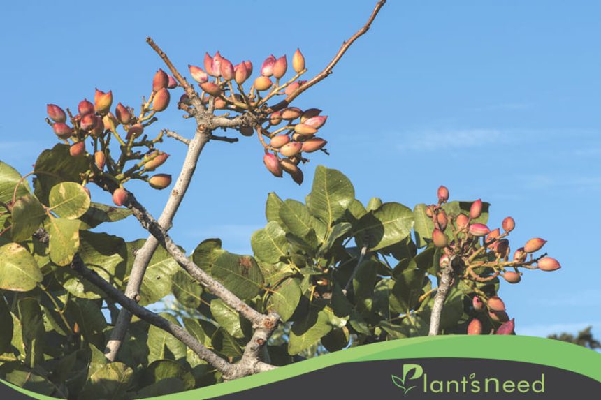 انواع درخت پسته و شناخت رقم های پسته در ایران | نیاز گیاهان