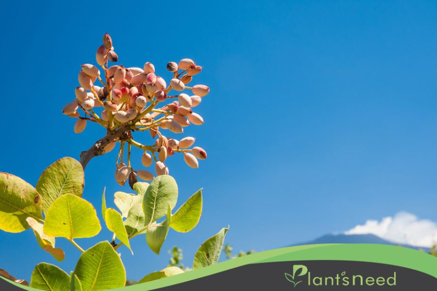 بهترین برنامه غذایی پسته (جدول کوددهی پسته) | نیاز گیاهان