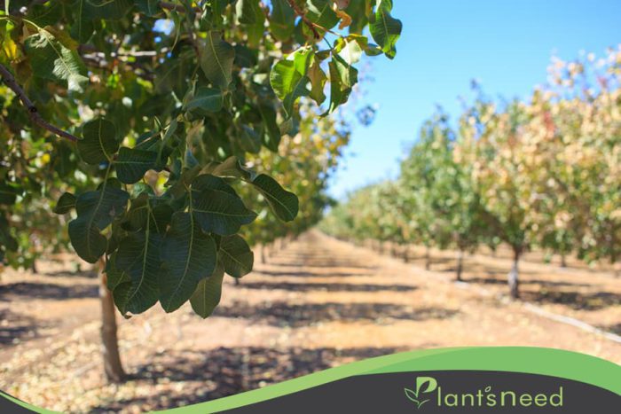 انواع درخت پسته و شناخت رقم های پسته در ایران | نیاز گیاهان