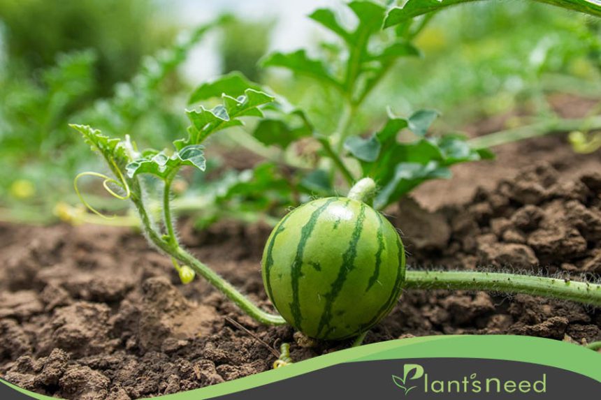 برنامه کودی هندوانه برنامه غذایی و کوددهی 🌱 نیاز گیاهان