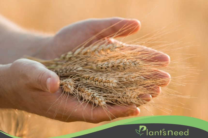 راهنمای کشت گندم در شمالروش کاشت گندم در شمال نیاز گیاهان