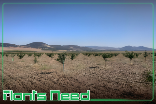 کاشت درخت پسته در مناطق سردسیر و روش های مراقبت از آن